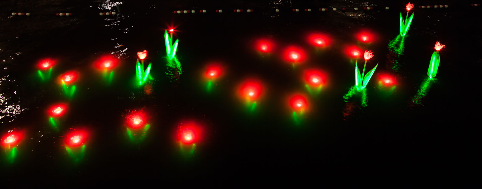 Tulip Mania! - Eibert Draisma & Aoife Wullur